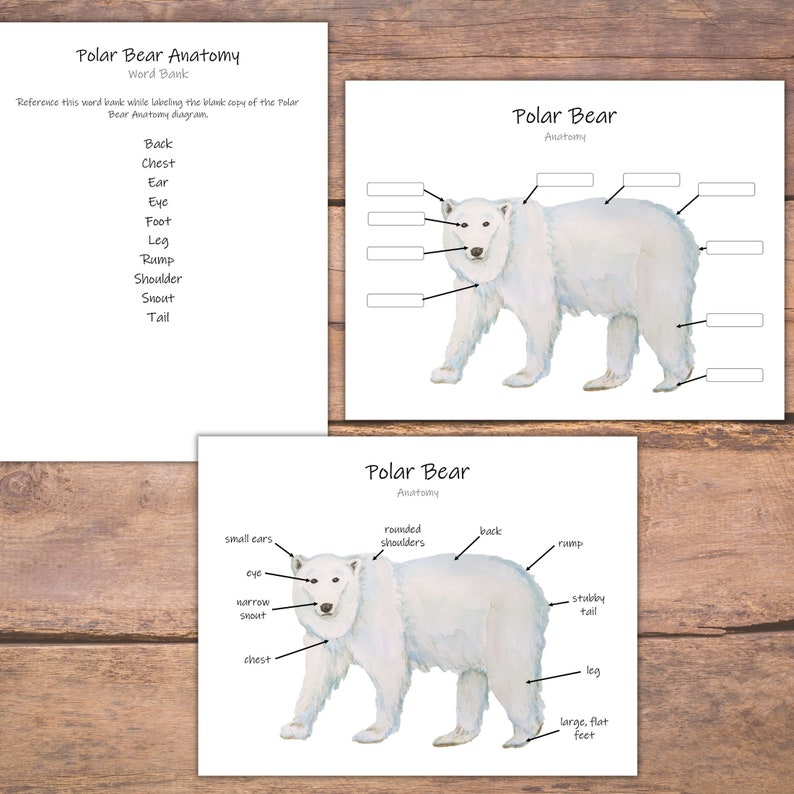 Polar Bear Mini Study: Life Cycle, Anatomy Diagrams, Winter Lesson Plan ...