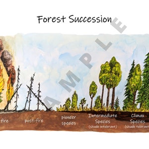 Forest Succession Watercolor Print: Classroom Ecology Poster (PDF ...