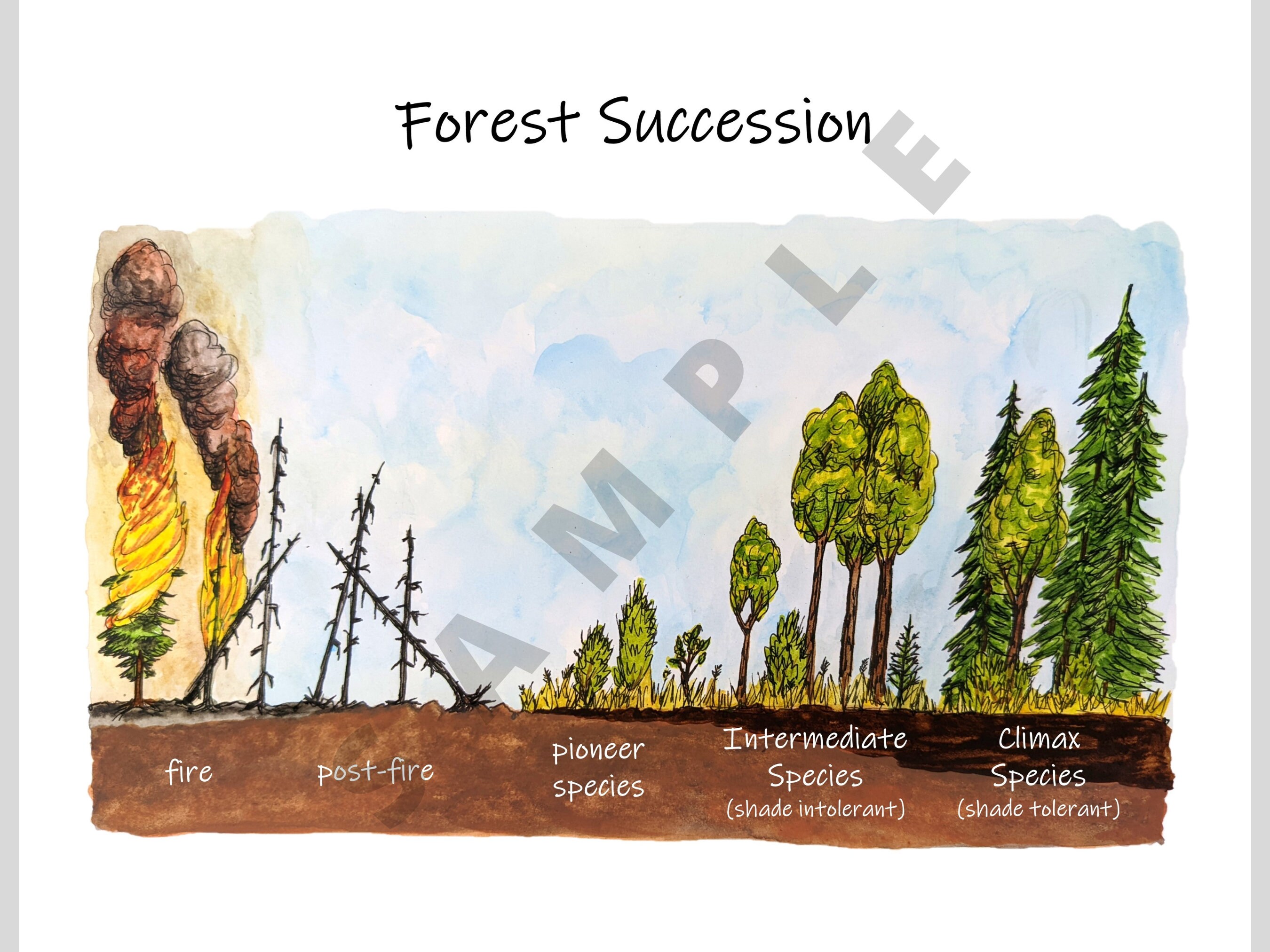 Forest Succession Watercolor Print: Classroom Ecology Poster (PDF ...