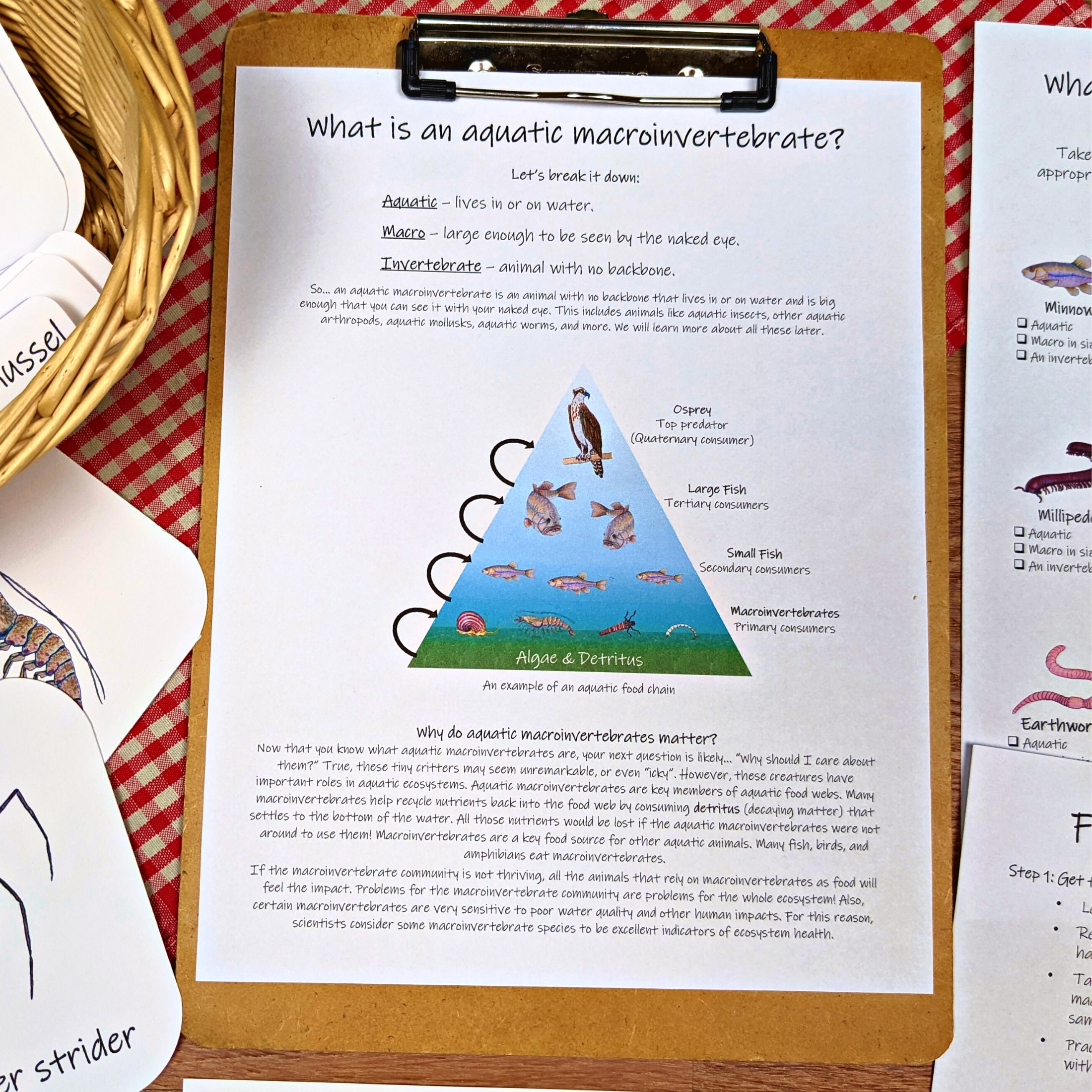 Aquatic Macroinvertebrates Mini Study: Classroom Printables (PDF ...