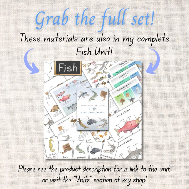 Salmon Life Cycle Classroom Poster: Ecology Print (PDF Download) - Etsy