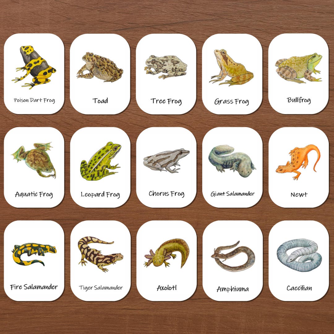 Amphibian Three-part Cards: Printable Nomenclature Flashcards ...