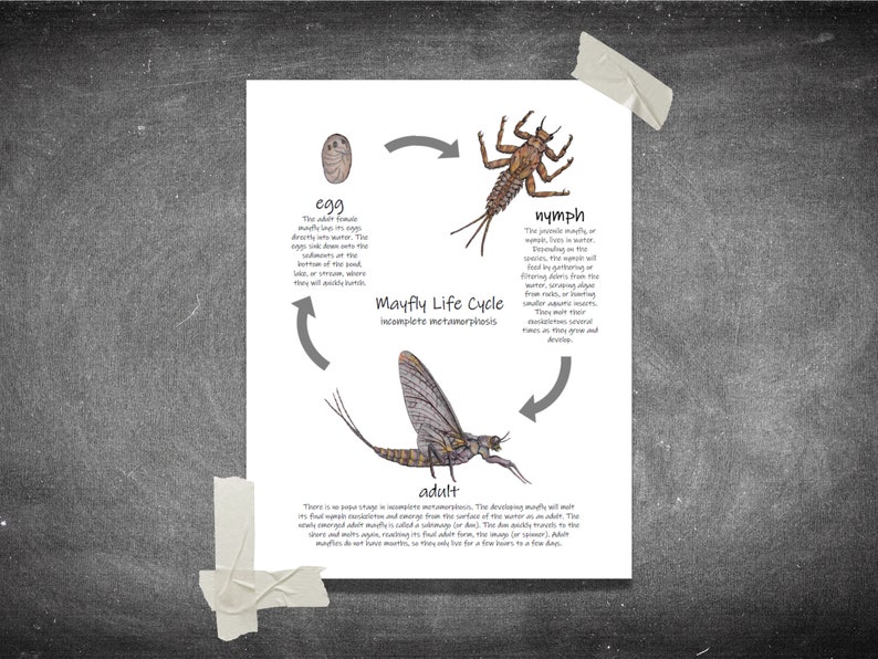 Mayfly Life Cycle Poster: Insect Metamorphosis Printable - Etsy