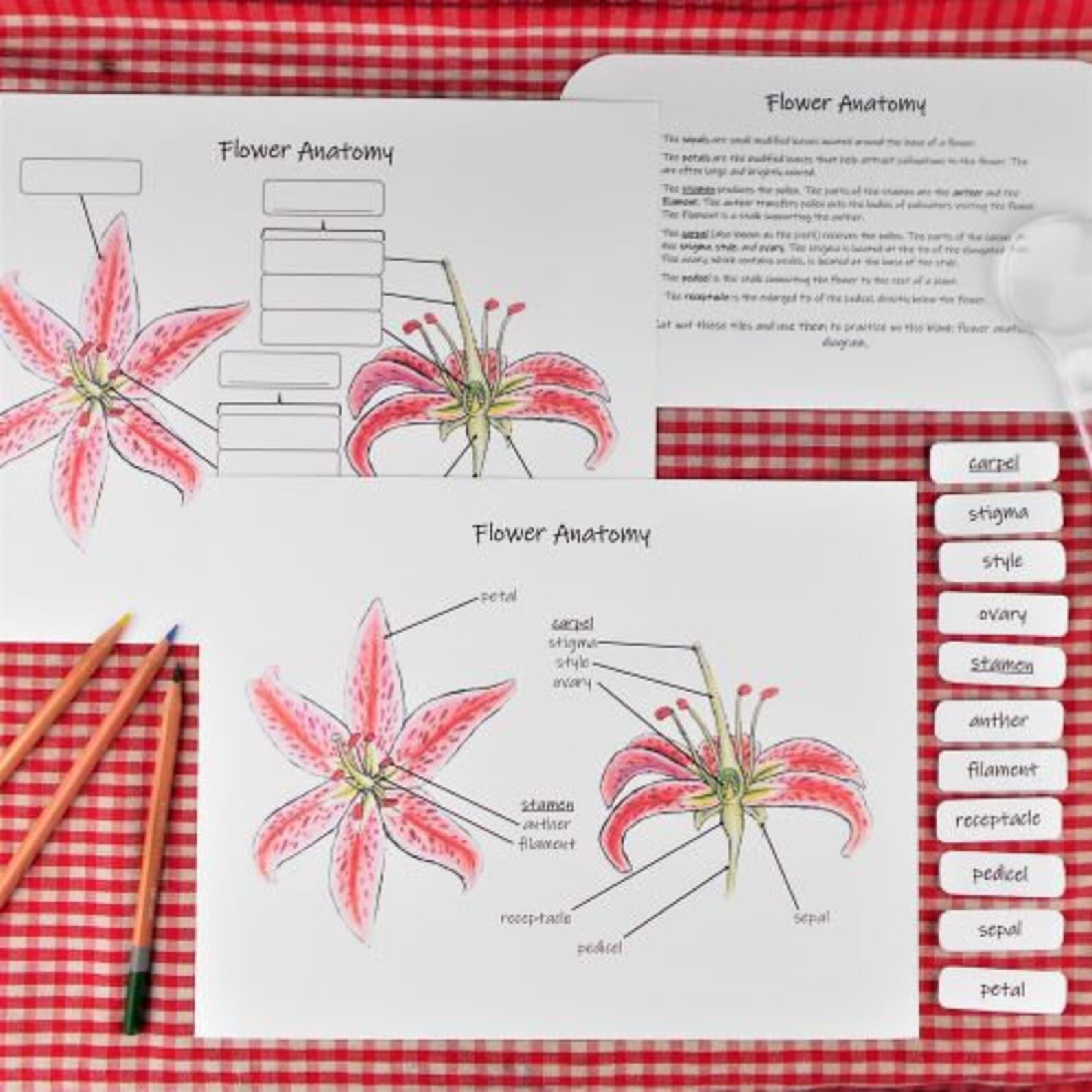 Plant Anatomy Mini Study: Study the Parts of a Flower! Botany Activity ...