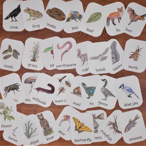 Food Webs Unit: Ecology Activities, Worksheets, & Printables (PDF ...