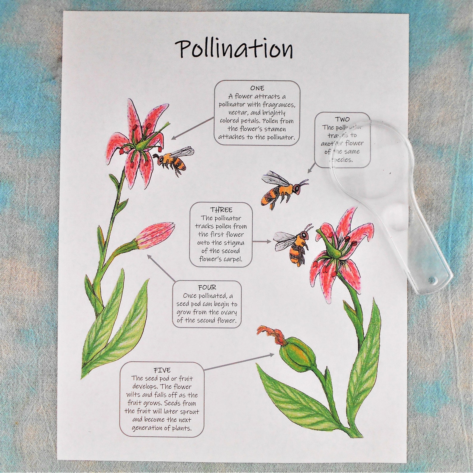 Pollination Mini Study: Classroom Posters & 3-part Cards (PDF Download ...