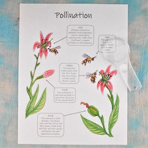 Pollination Mini Study: Activities, Classroom Posters, and Three-part ...