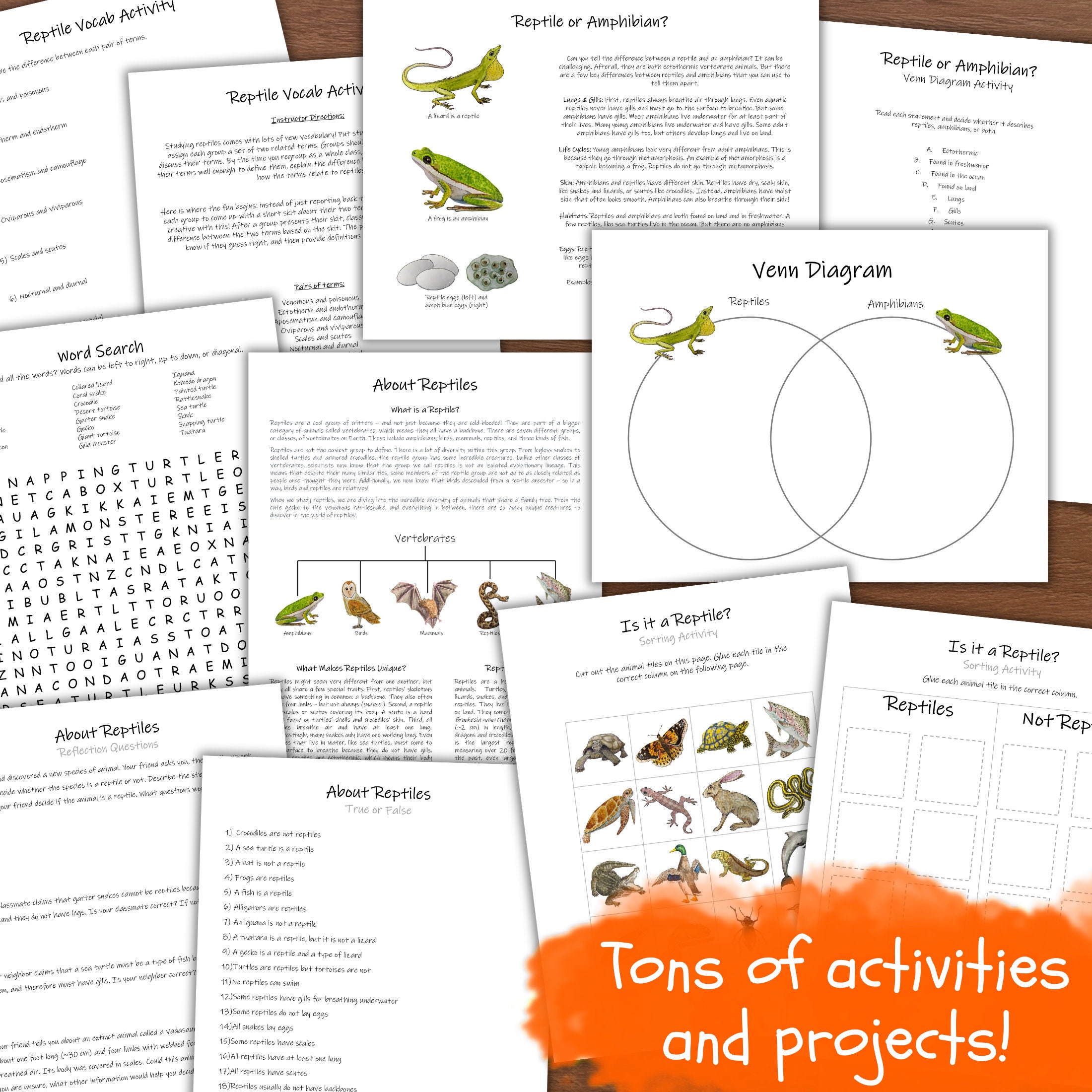 Reptiles Unit: Biodiversity Homeschool Lessons (PDF Download) - Etsy