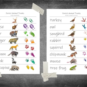 Animal Tracks Poster: Watercolor Forest Animals, Nature Classroom Decor ...