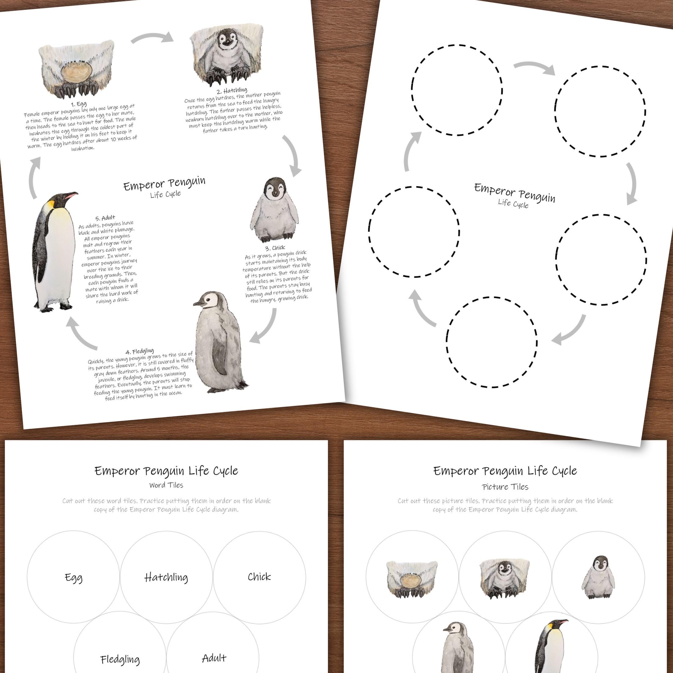 Penguin Mini Study: Life Cycle, Anatomy, Types of Penguins, and More ...