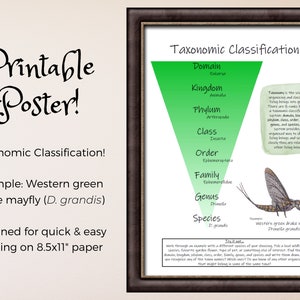 Taxonomic Classification Poster: Teach Kids About Taxonomy Classroom ...