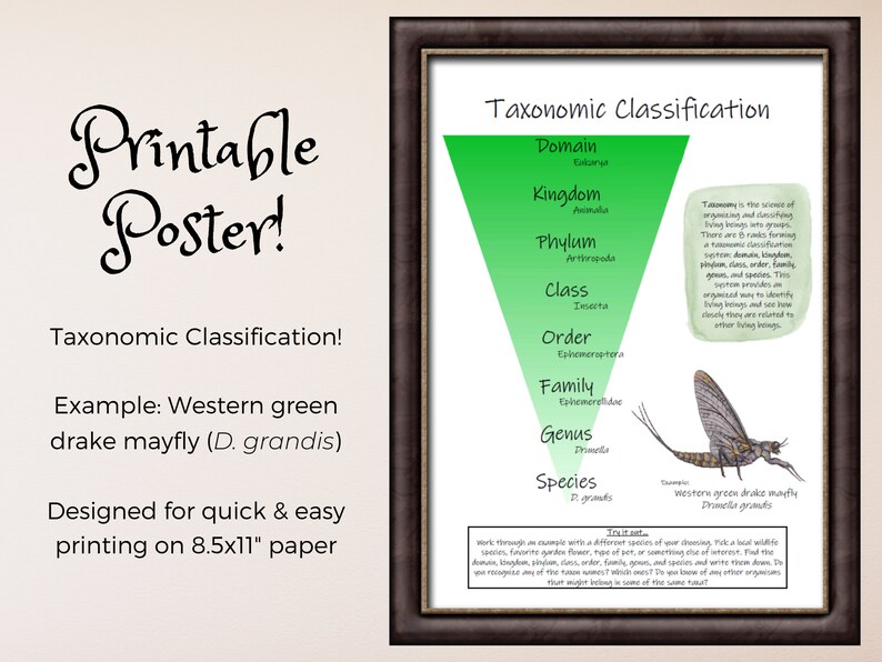 Taxonomic Classification Poster: Teach Kids About Taxonomy Classroom ...