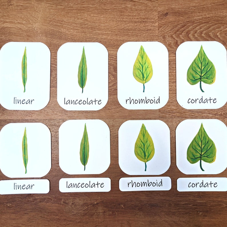 Leaf Shapes Three-part Cards: Montessori-style Flashcards - Etsy