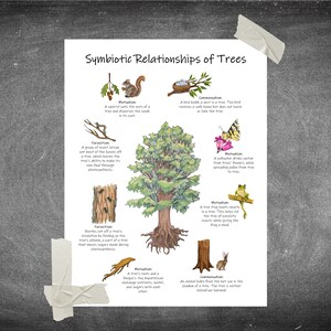 Symbiotic Relationships of Trees Poster: Forest Ecology (PDF Download ...