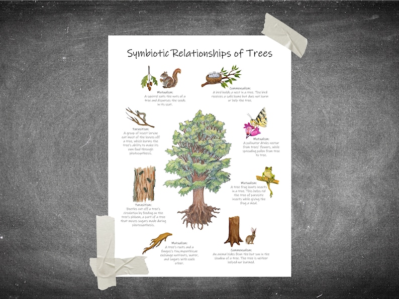 Symbiotic Relationships of Trees Poster: Forest Ecology (PDF Download ...