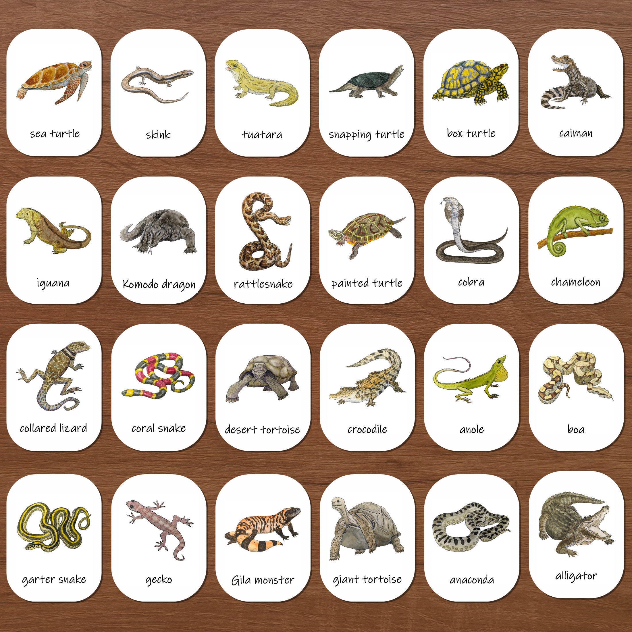 Reptile Three-part Cards: Nomenclature Flashcards, Homeschool Preschool ...