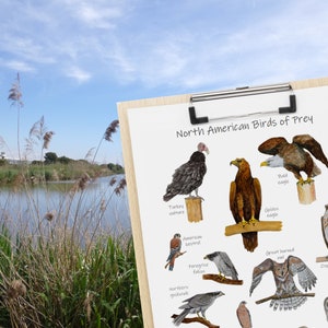 Birds of Prey Print: Classroom Poster, Homeschool Decor, Birding Gift ...