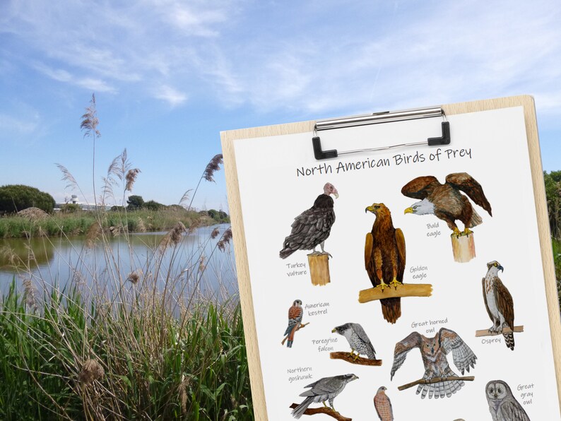 Birds of Prey Print: Classroom Poster, Homeschool Decor, Birding Gift ...