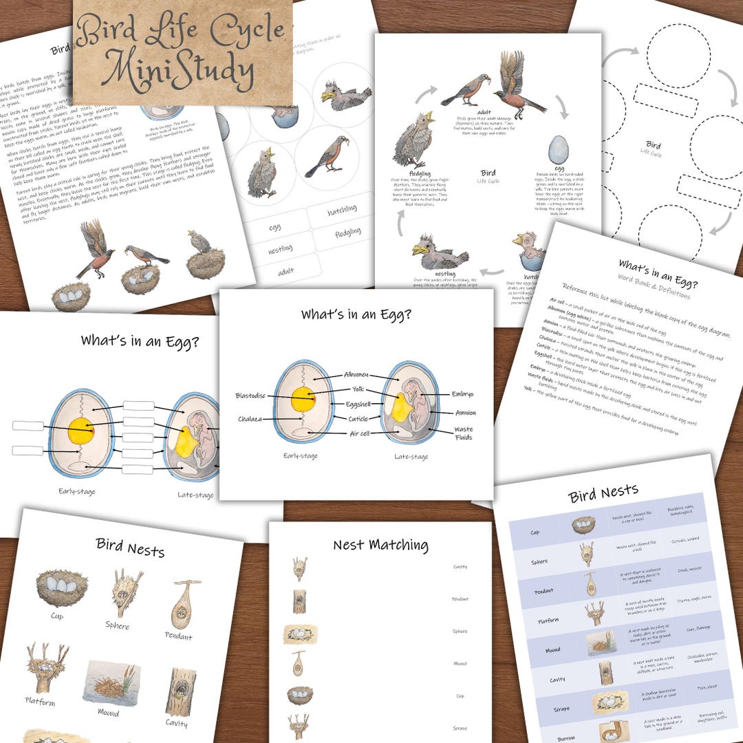 Bird Life Cycle: Egg and Nest Classroom Printables and Diagrams (PDF ...