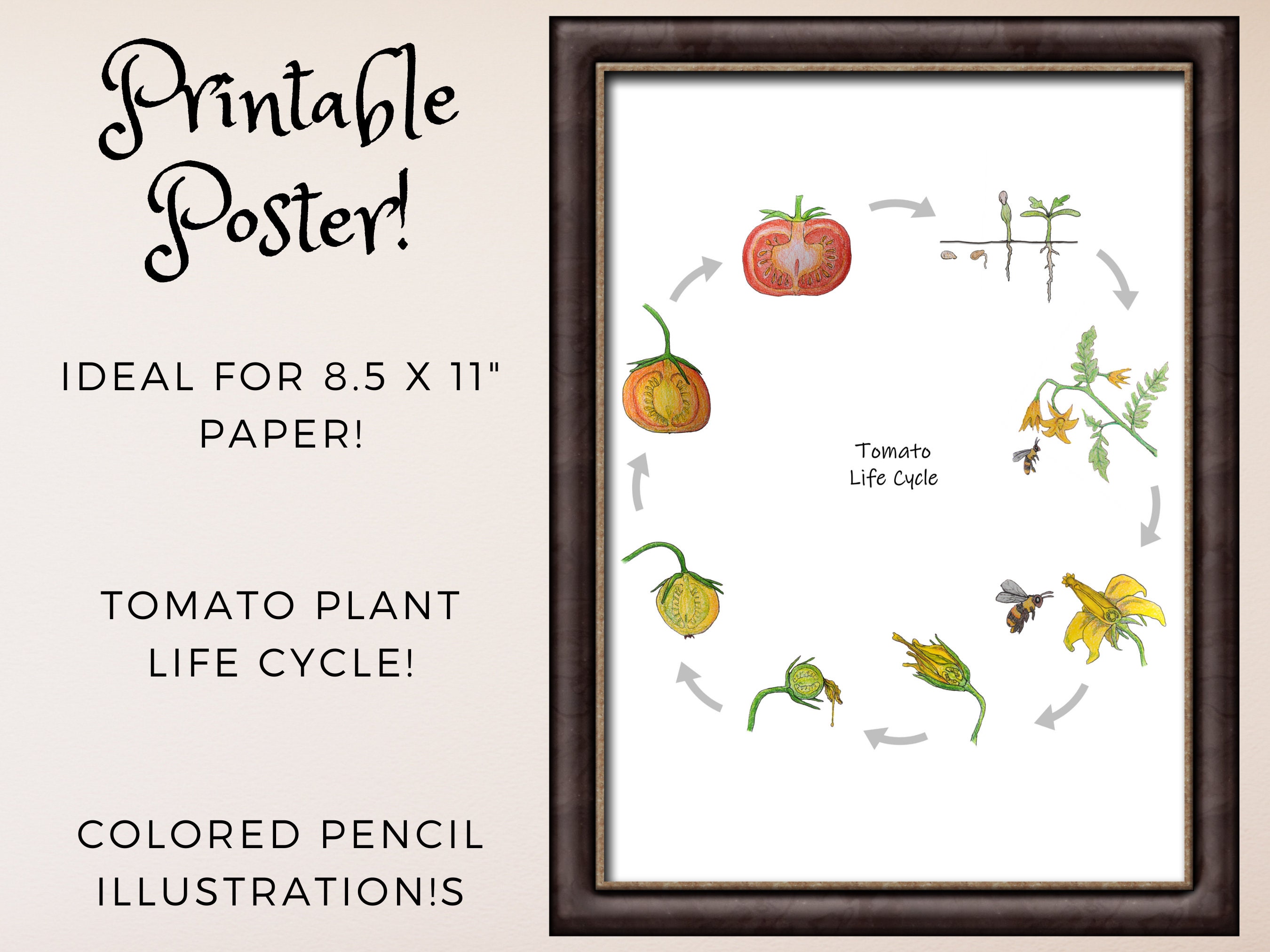 Tomato Plant Life Cycle Poster: Printable Science Wall Art - Etsy UK