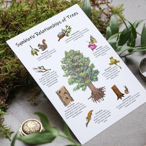 Symbiotic Relationships of Trees Poster: Forest Ecology (PDF Download ...