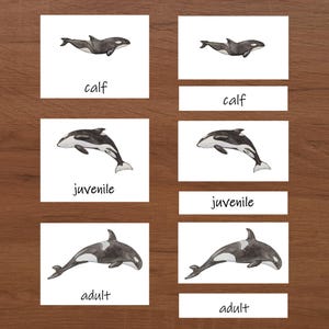 Whales Mini Study: Life Cycle, Anatomy, and Types of Whales - Printable ...
