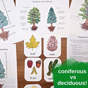 Trees Unit: Complete Learning Materials for Tree Life Cycles, Anatomy ...
