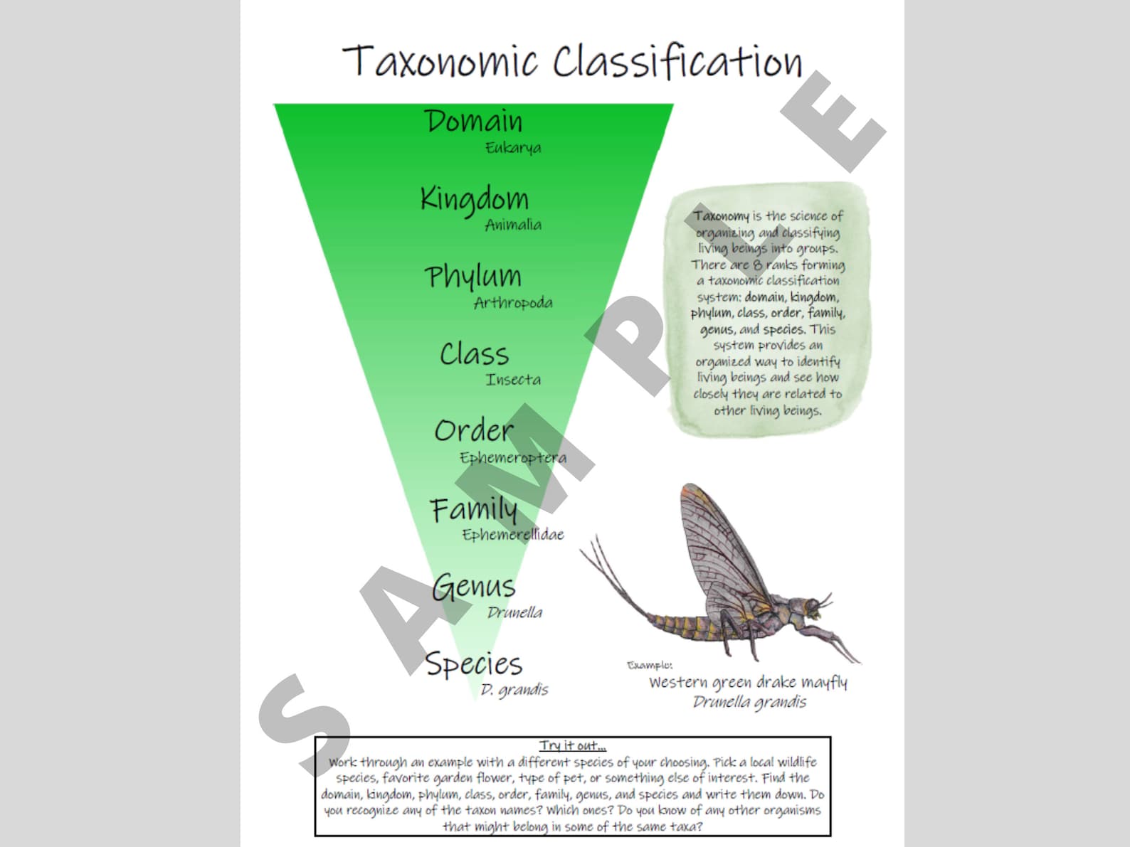 Taxonomic Classification Poster: Teach Kids About Taxonomy Classroom ...