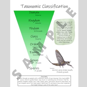 Taxonomic Classification Poster: Teach Kids About Taxonomy Classroom ...