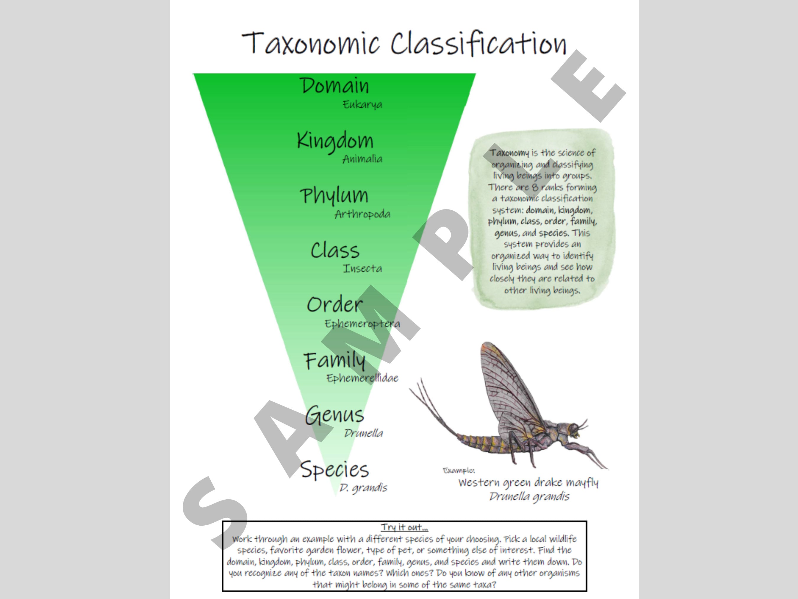 Taxonomic Classification Poster: Teach Kids About Taxonomy Classroom ...