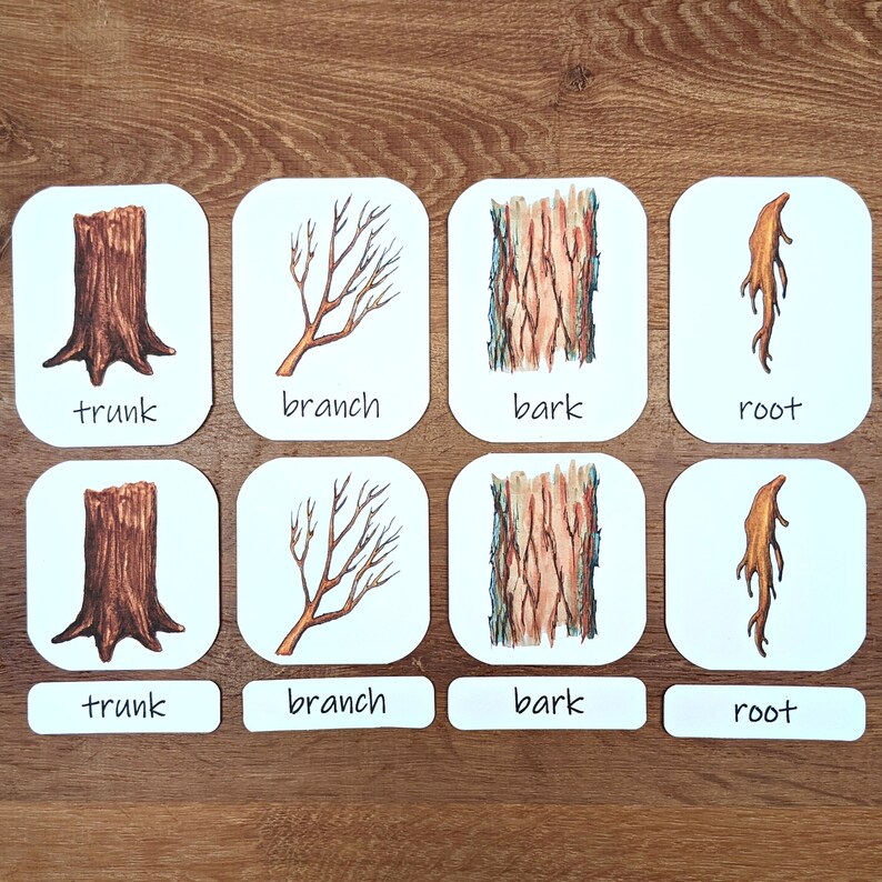 Parts of a Tree Three-part Cards: Montessori-style Flashcards, Tree ...