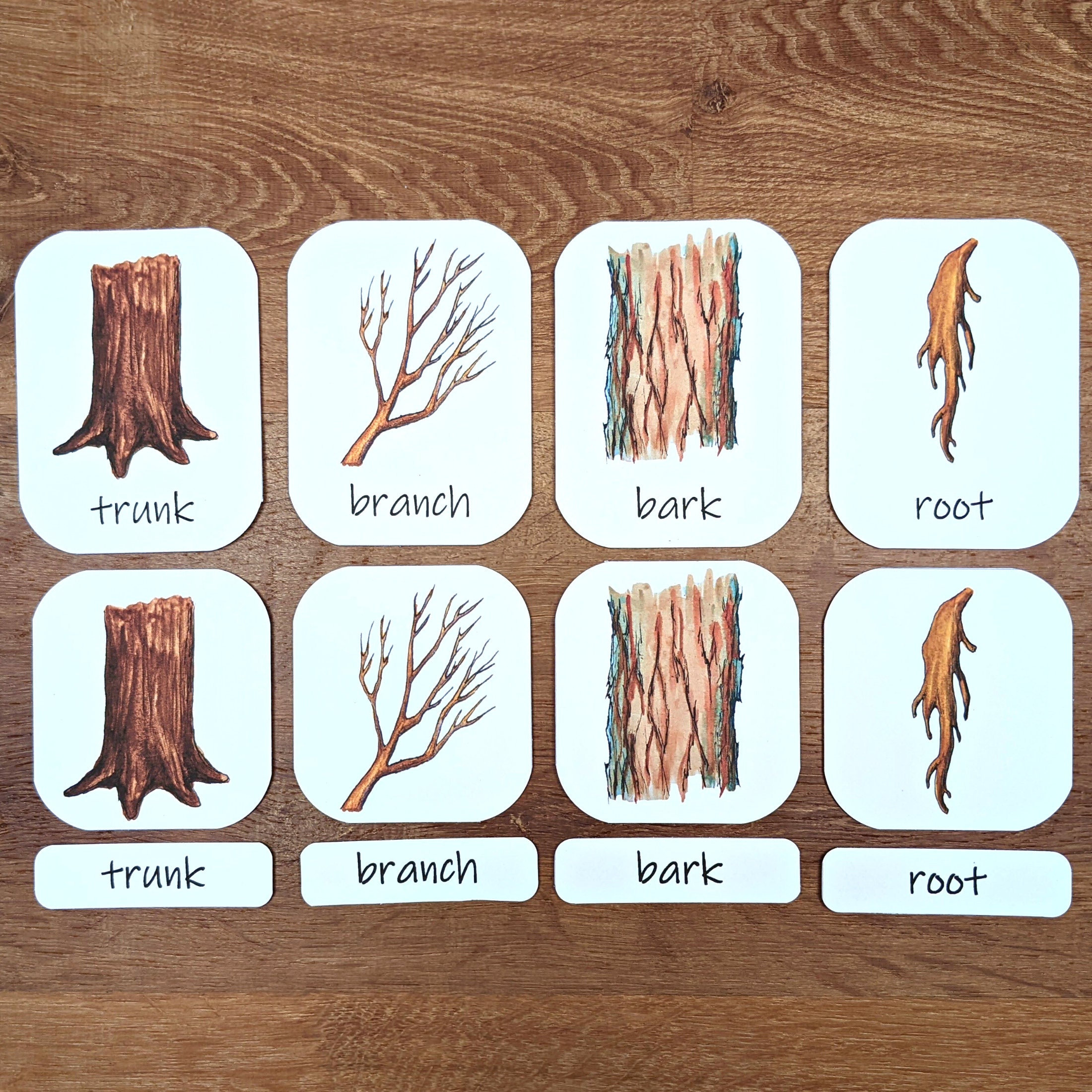Parts of a Tree Three-part Cards: Montessori Watercolor Flashcards (PDF ...