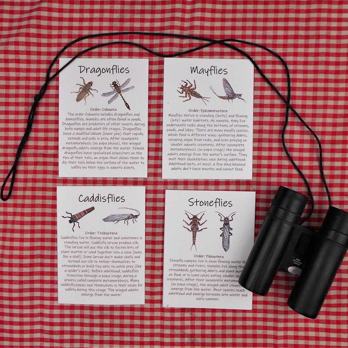 Aquatic Insects: Mini Study Homeschool Ecology Activities - Etsy