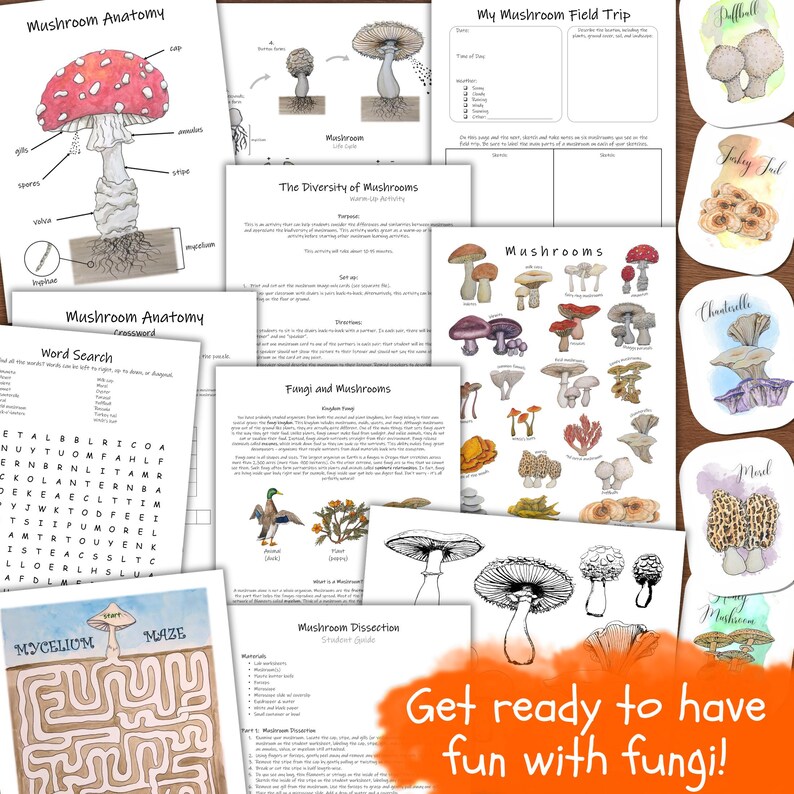 Mushroom Unit: Fungi Anatomy & Life Cycle Printables (PDF Download) - Etsy