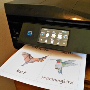 Pollinators: 7 Printable Three-part Cards, Preschool Activity, Forest ...