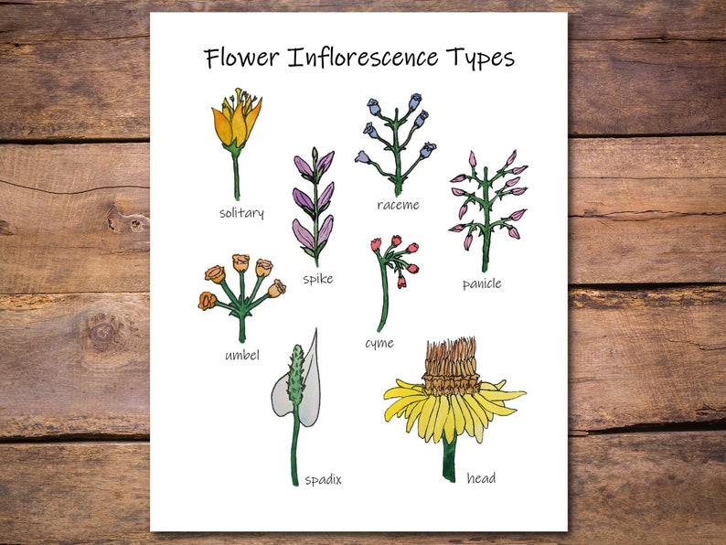 Flower Inflorescence Types Poster: Printable Floral Anatomy - Etsy