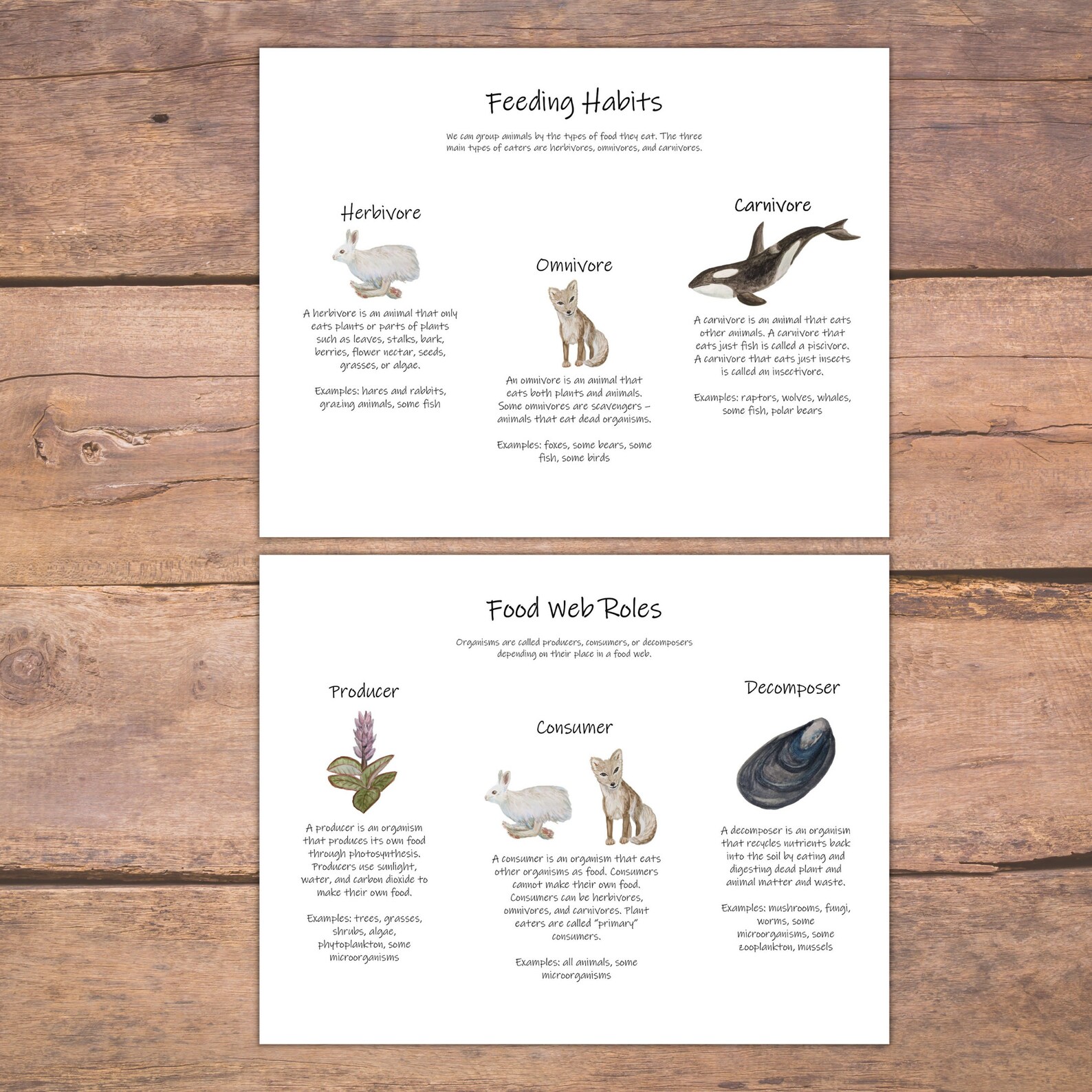 Arctic Food Web Mini Study: Homeschool Unit, Science Activities, Winter ...