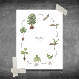 Maple Tree Life Cycle Poster: Homeschool Classroom Decor (PDF Download ...