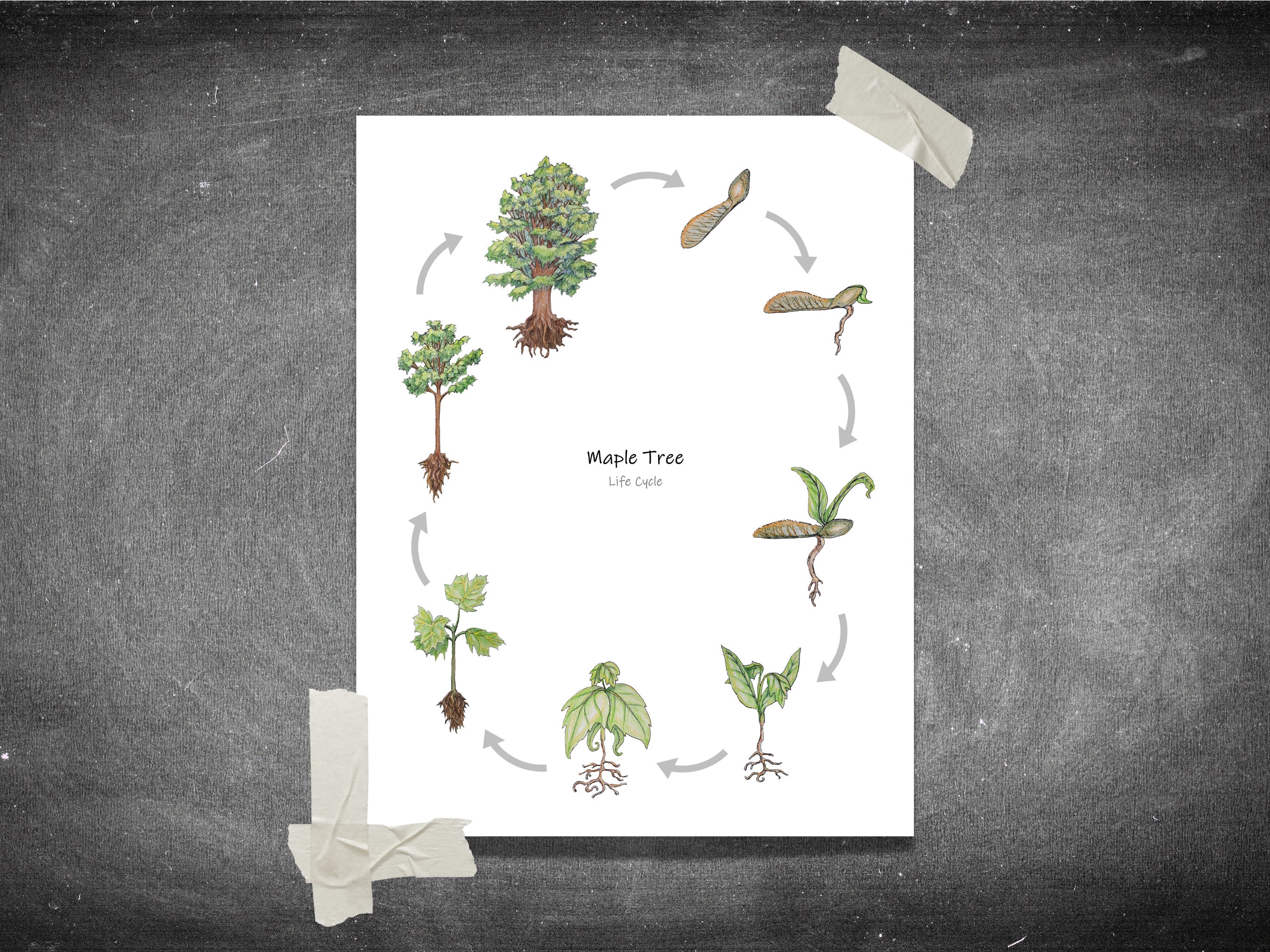 Maple Tree Life Cycle Poster: Printable Classroom Poster for Homeschool ...