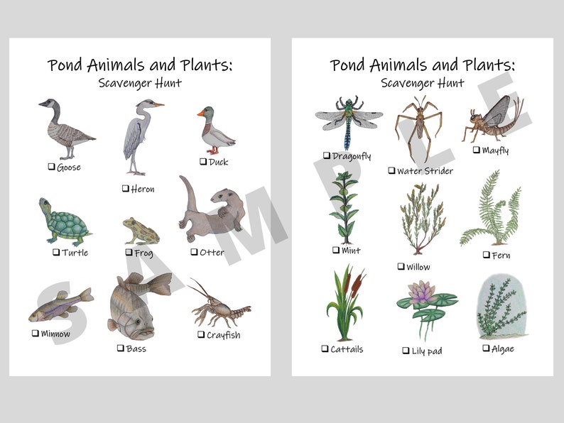 Pond Scavenger Hunt: Printable Game for Kids Wetland Field - Etsy Canada