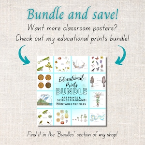 Forest School Prints Bundle: 13 Printable Classroom Posters for Nature ...