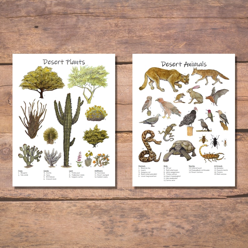Desert Animals & Plants Mini Study: Wildlife of Deserts - Etsy