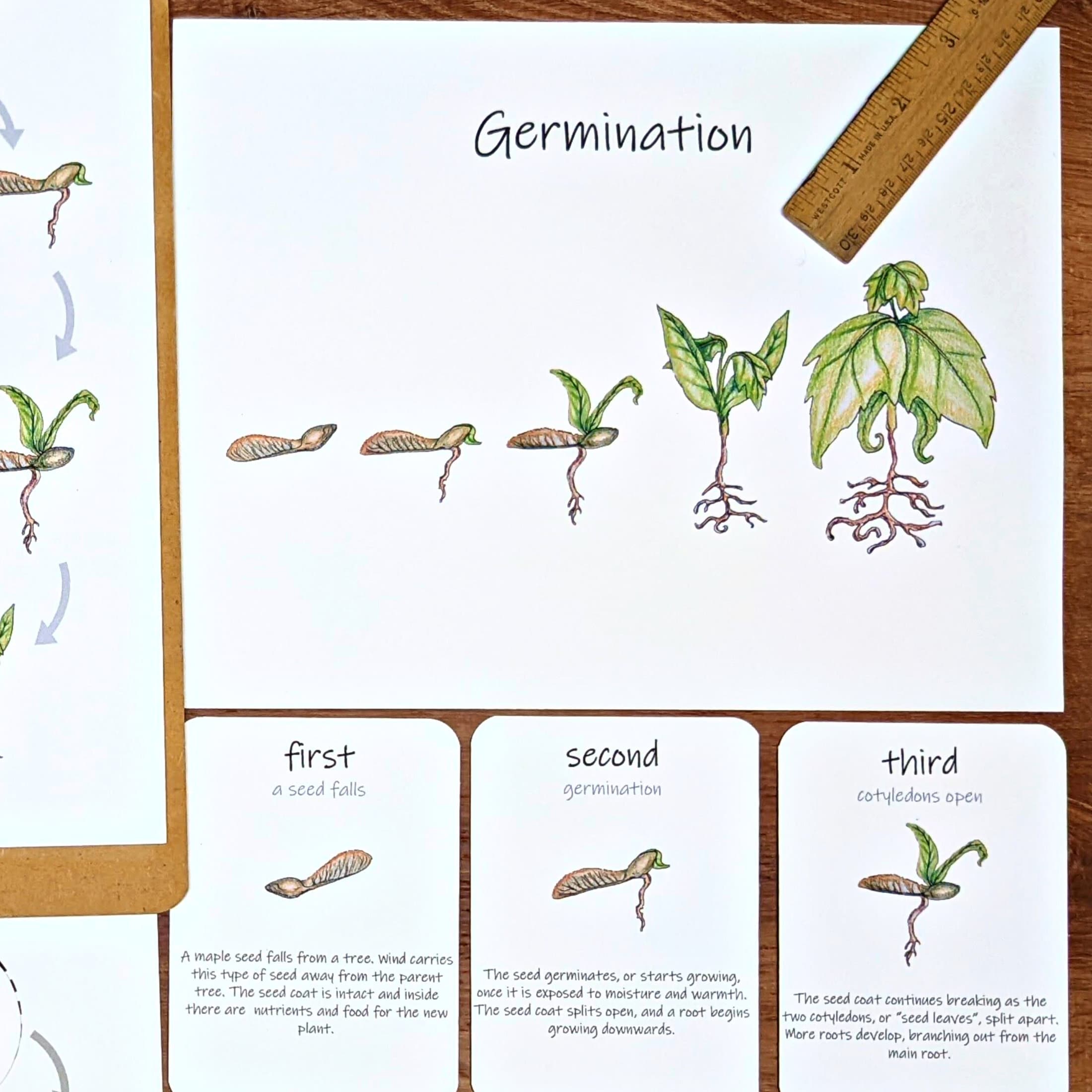 Maple Tree Life Cycle Mini Study: Tree Life Cycle Worksheet, Classroom ...