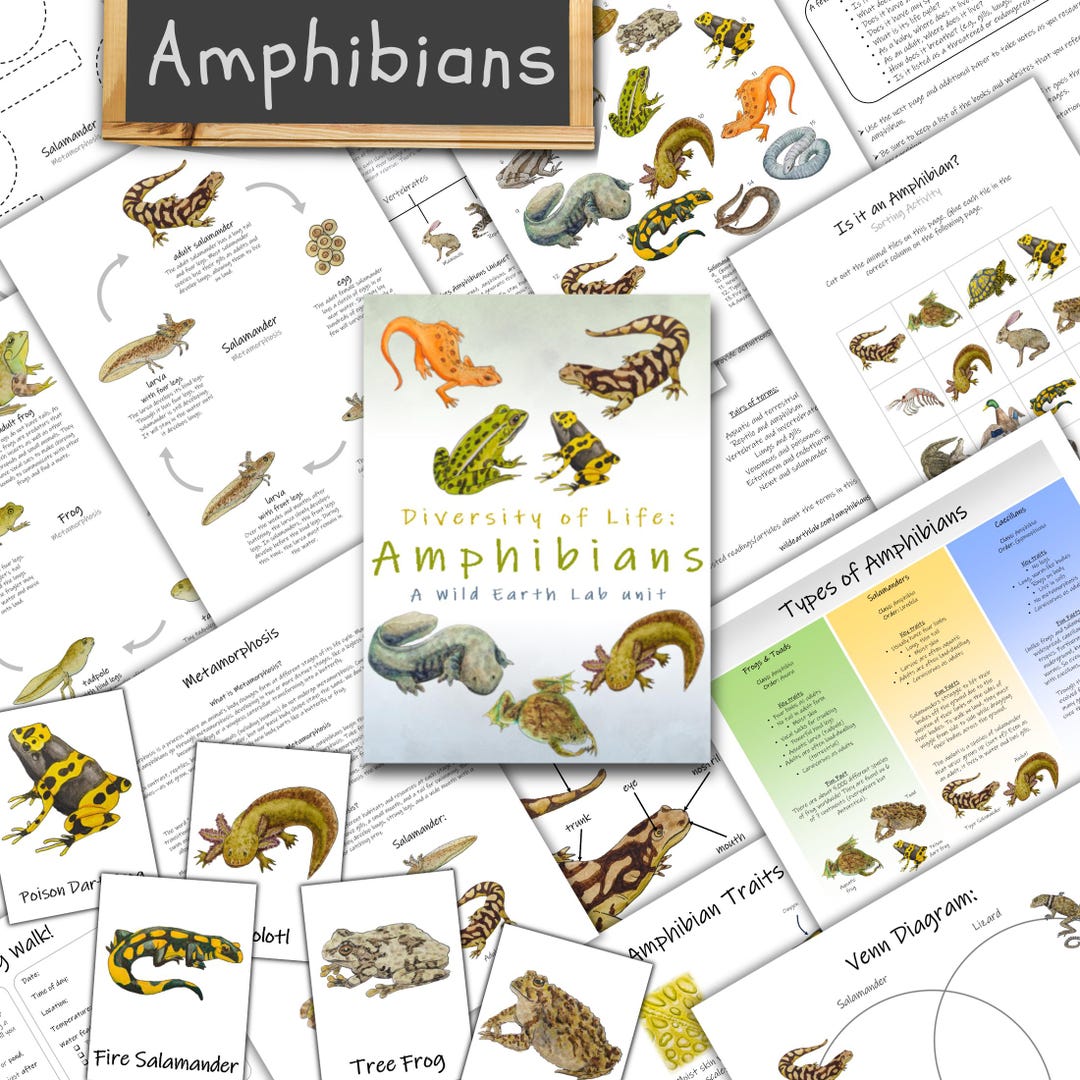 Amphibians Unit: a Huge Amphibian Study With Printables, Activities ...