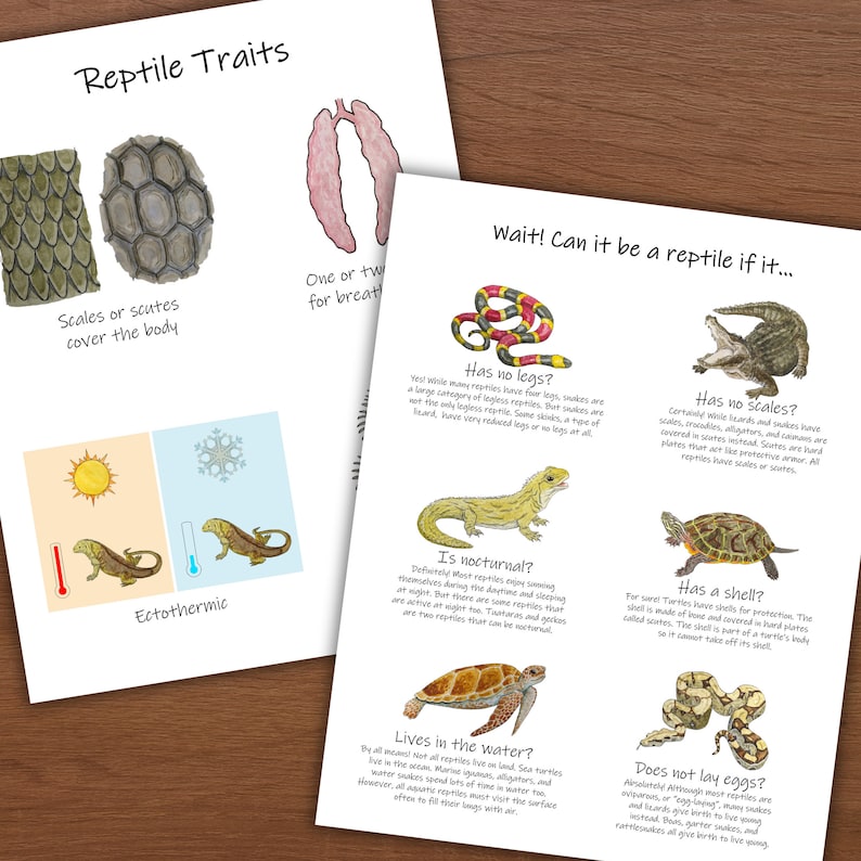 Reptile Traits & Types: a Science Mini Study Biology Lesson Plan ...