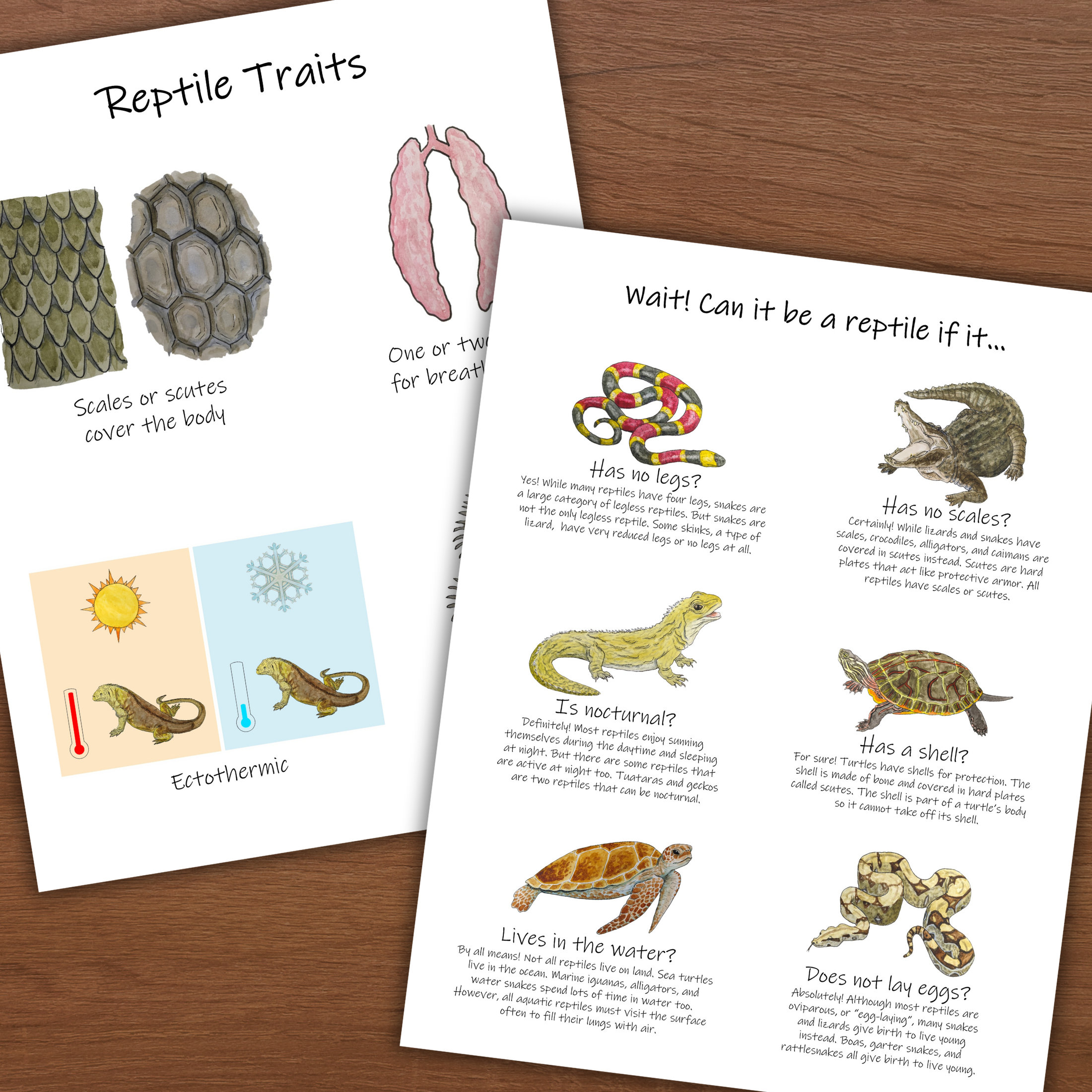 Reptile Mini Study: Biology Lesson Plan (PDF Download) - Etsy
