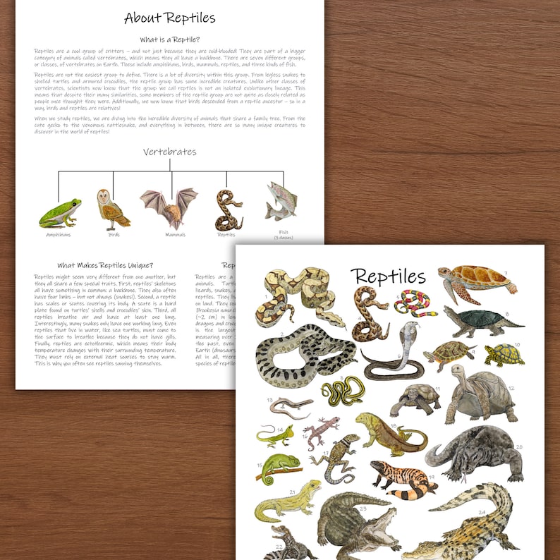 Reptile Traits & Types: a Science Mini Study Biology Lesson Plan ...