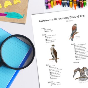 Common Raptors Checklist: North American Birds of Prey List - Etsy