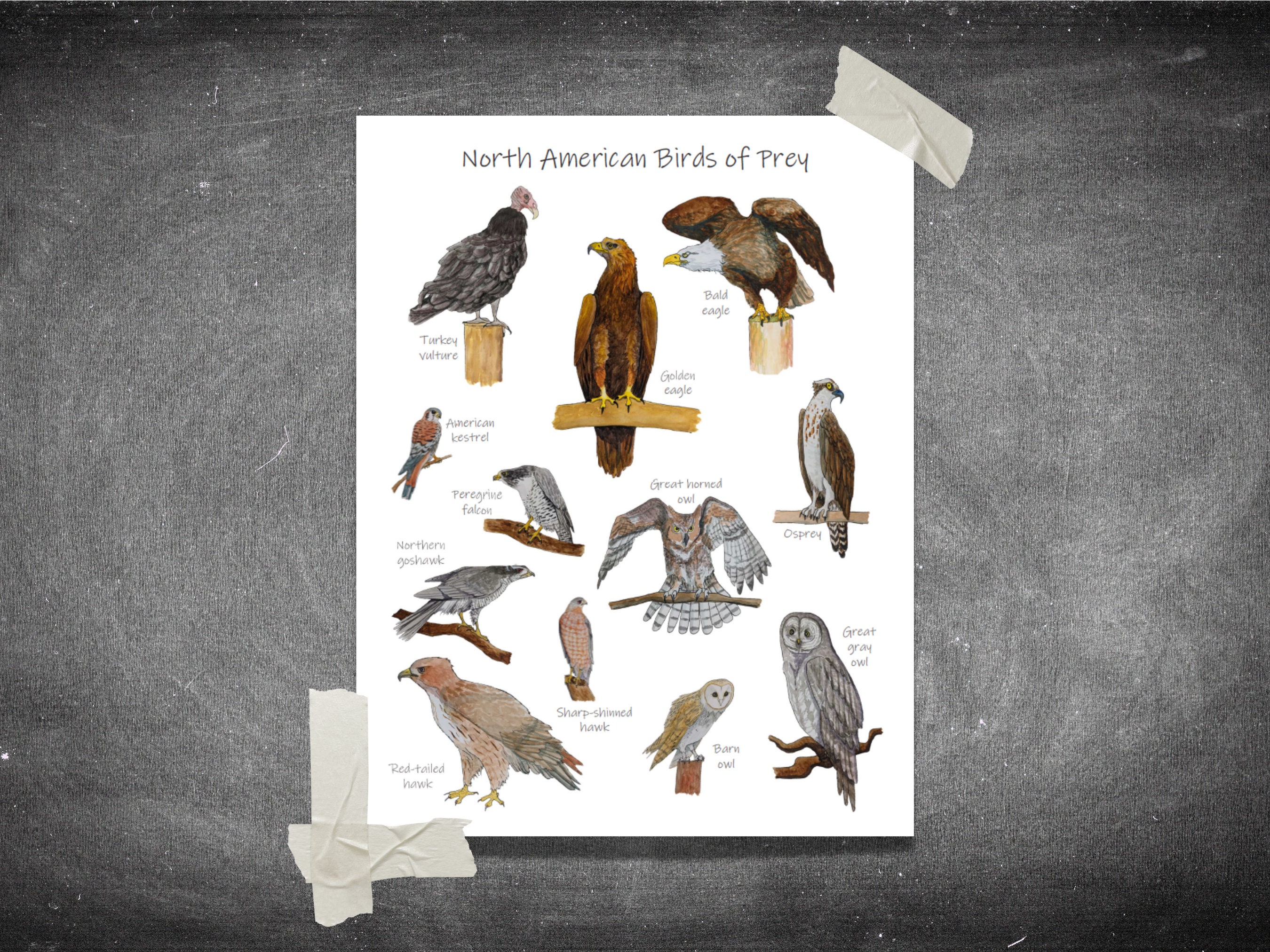 Birds of Prey Print: Classroom Poster, Homeschool Decor, Birding Gift ...