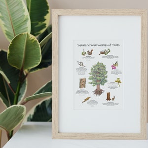 Symbiotic Relationships of Trees Poster: Forest Ecology (PDF Download ...